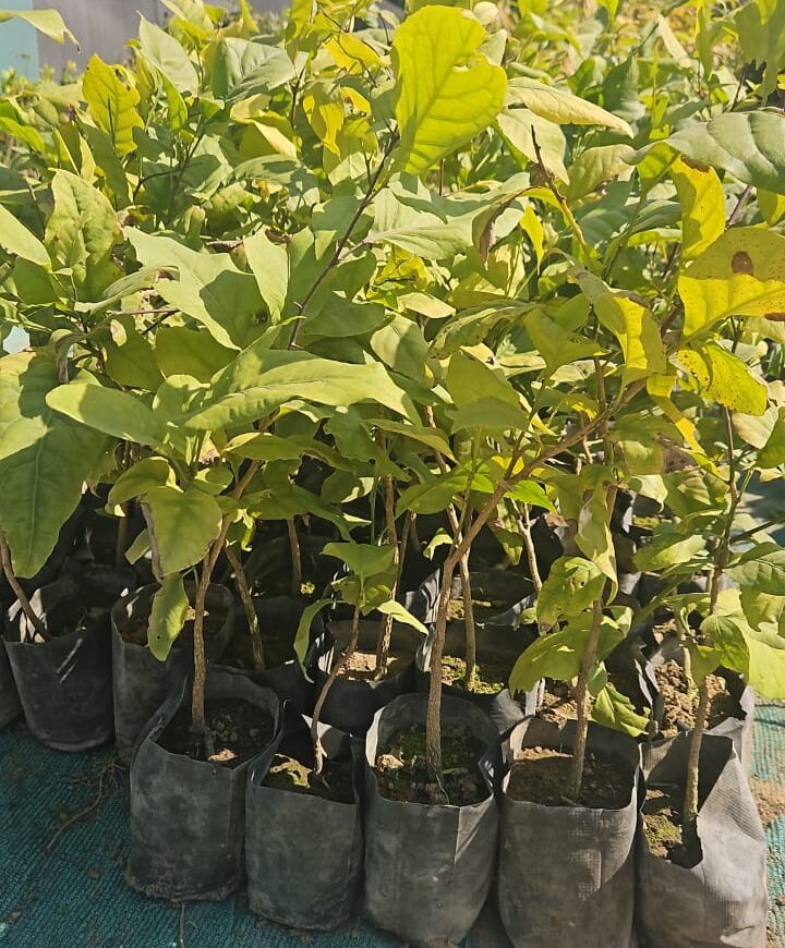 Belpatra (Bael) Tree- sapling – Matihaat - Organic Agriculture Inputs
