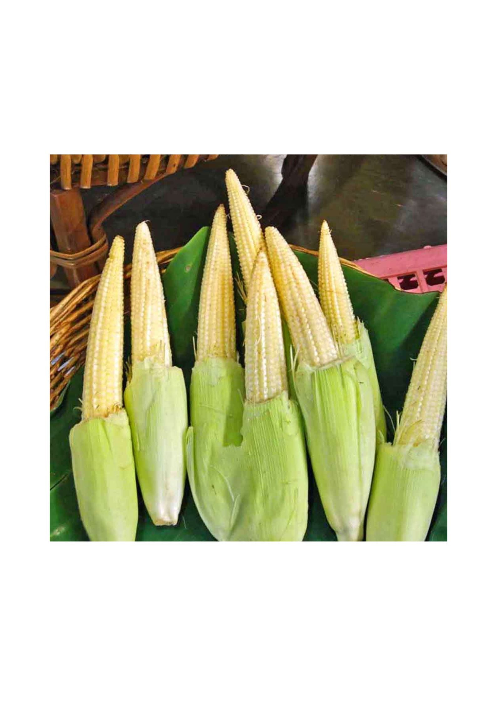 Chires Baby Corn Seeds – Matihaat - Organic Agriculture Inputs